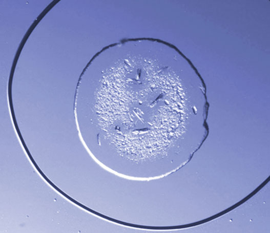 mosquito LCP - SPT Labtech